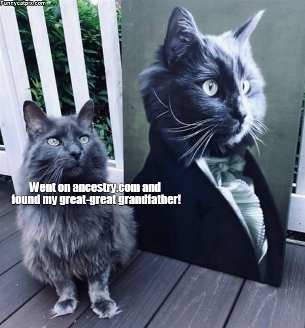 Lolcats - lol | cat memes | funny cats | funny cat pictures with words ...