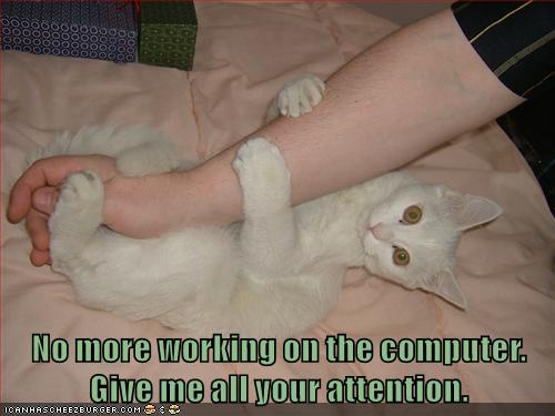 ALL your attention. - Lolcats - lol | cat memes | funny cats | funny ...