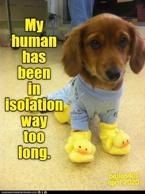 SEND HELP - I Has A Hotdog - Dog Pictures - Funny pictures of dogs ...