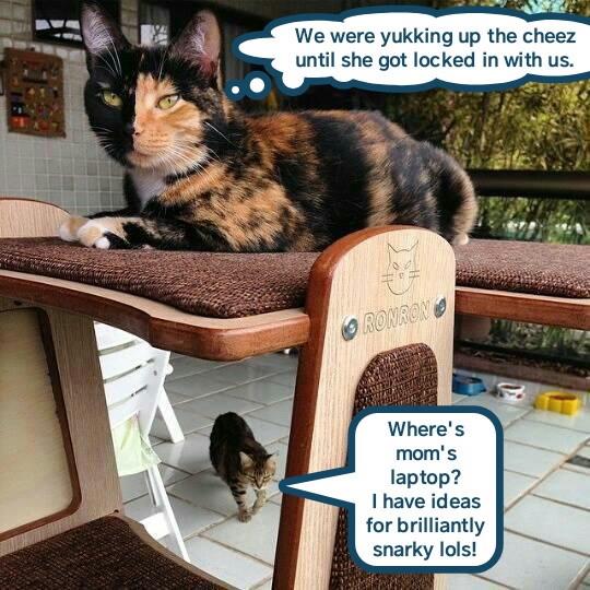 Sheep may not laugh but they will applaud, right? - Lolcats - lol | cat ...