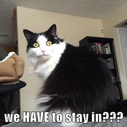 we HAVE to stay in??? - Lolcats - lol | cat memes | funny cats | funny ...