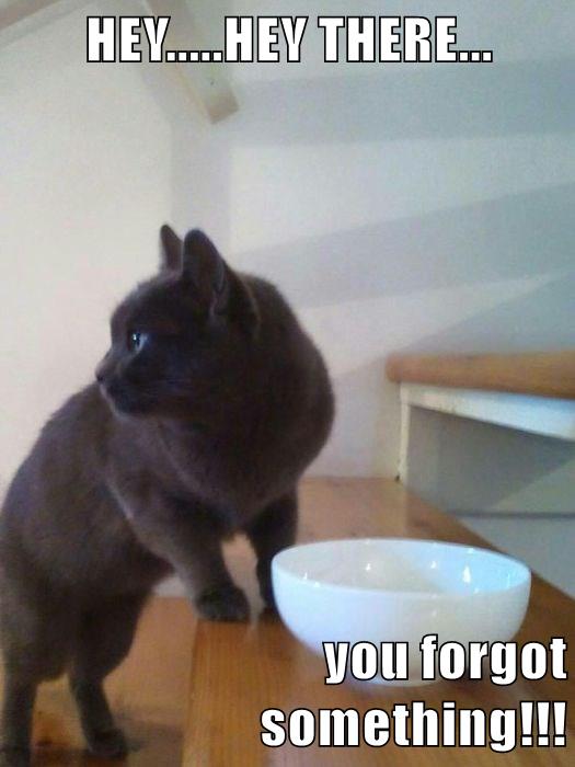 HEY.....HEY THERE... - Lolcats - lol | cat memes | funny cats | funny ...