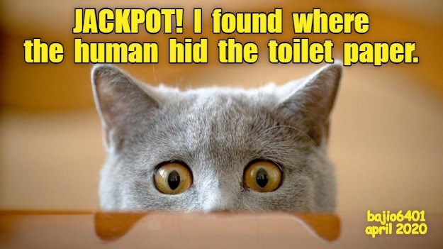 EUREKA! - Lolcats - lol | cat memes | funny cats | funny cat pictures ...