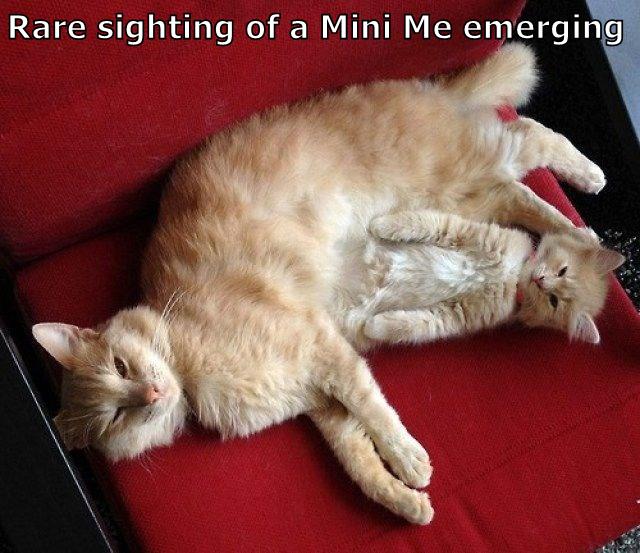 Rare sighting of a Mini Me emerging - Lolcats - lol | cat memes | funny ...