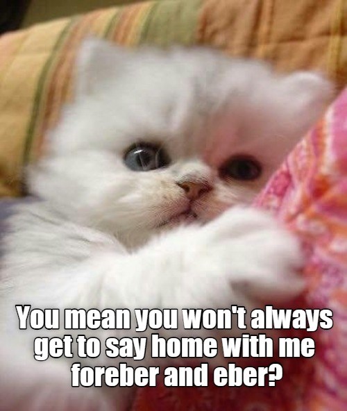Lolcats - lol | cat memes | funny cats | funny cat pictures with words ...