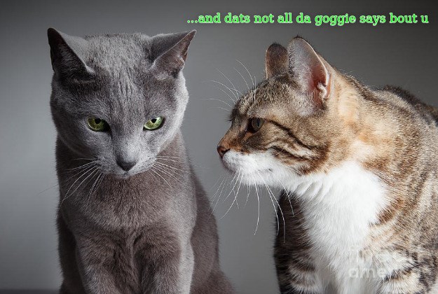 Gossip - Lolcats - lol | cat memes | funny cats | funny cat pictures ...