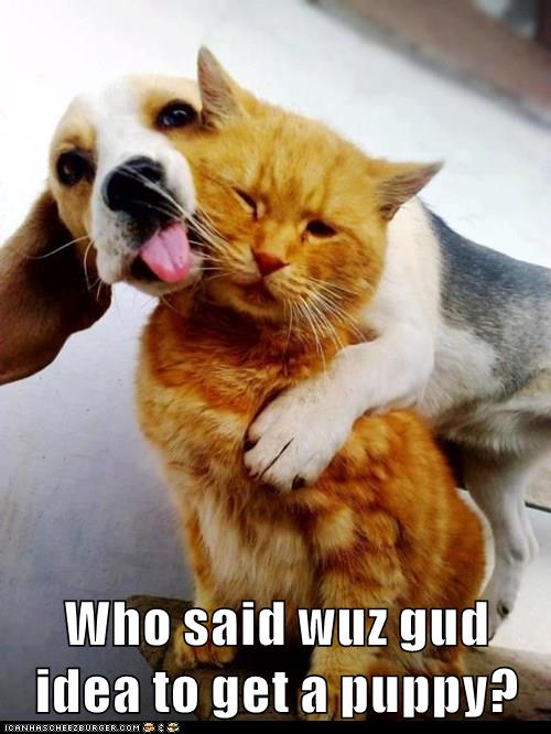 Who said wuz gud idea to get a puppy? - Lolcats - lol | cat memes ...