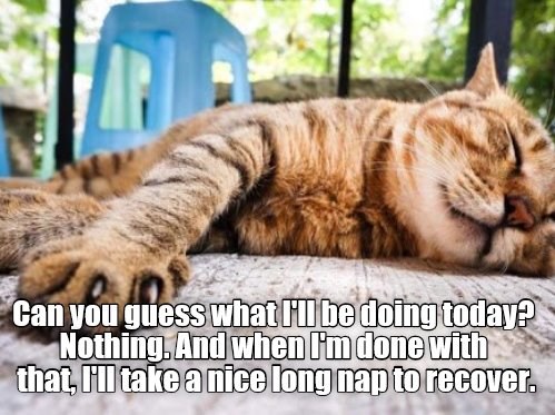 It's a show about NOTHING - Lolcats - lol | cat memes | funny cats ...