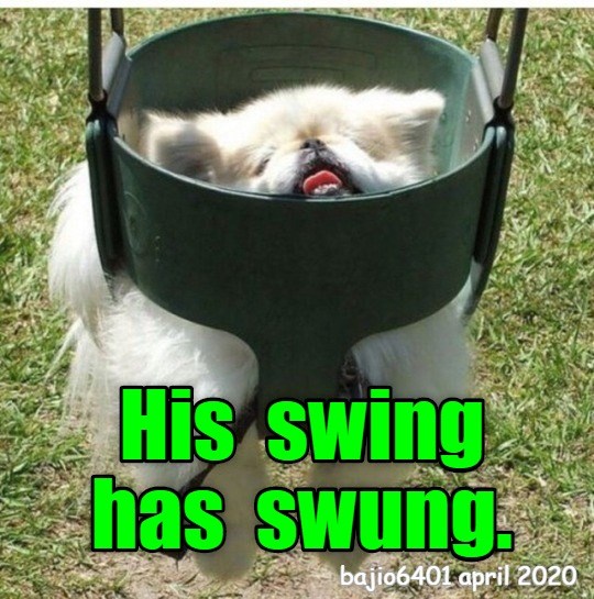 AND HE'S STUCK TOO - I Has A Hotdog - Dog Pictures - Funny pictures of ...
