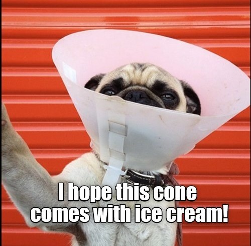 I hope this cone comes with ice cream! - I Has A Hotdog - Dog Pictures ...