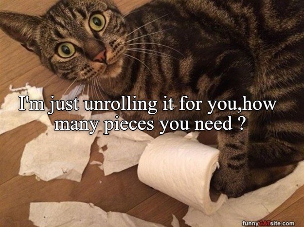A helpful cat ! - Lolcats - lol | cat memes | funny cats | funny cat ...