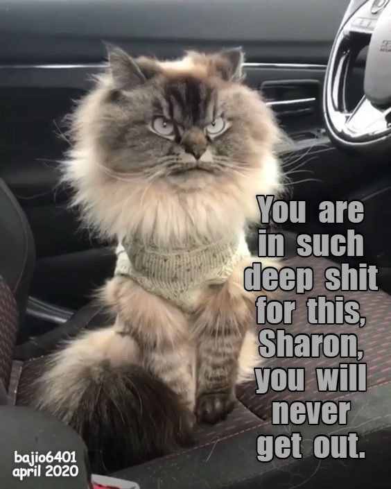 YOU MADE A BIG MISTAKE - Lolcats - lol | cat memes | funny cats | funny ...