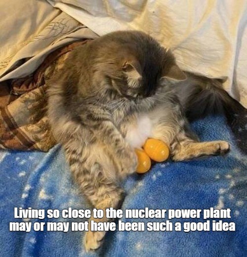Nice Beans Ol'Man - Lolcats - lol | cat memes | funny cats | funny cat ...