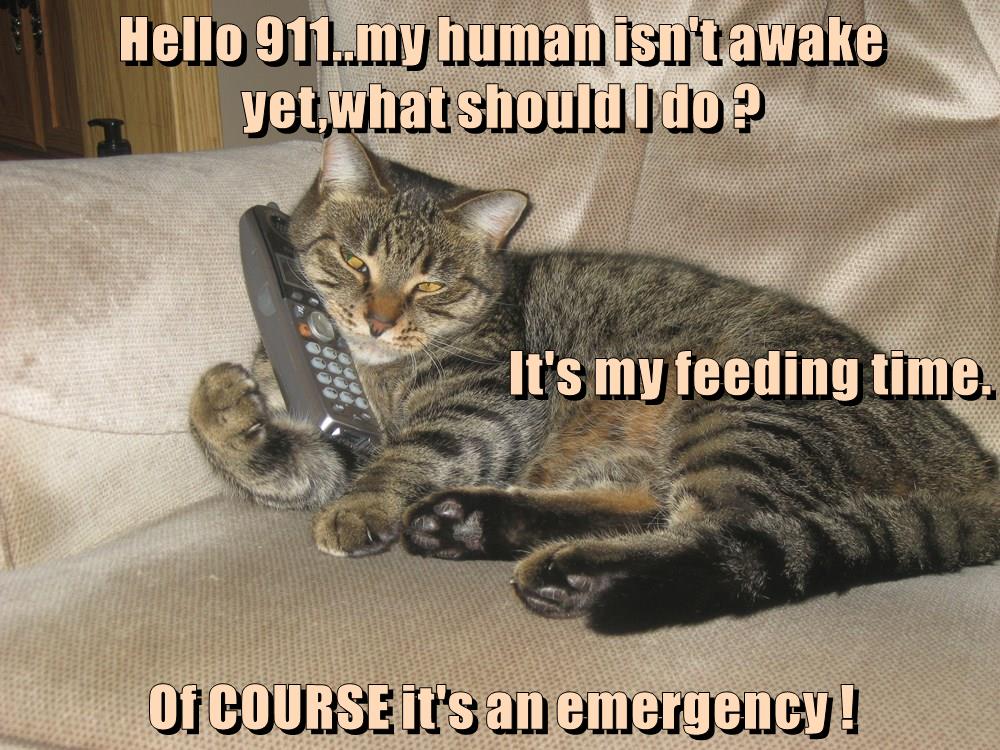 Of COURSE it's an emergency ! - Lolcats - lol | cat memes | funny cats ...