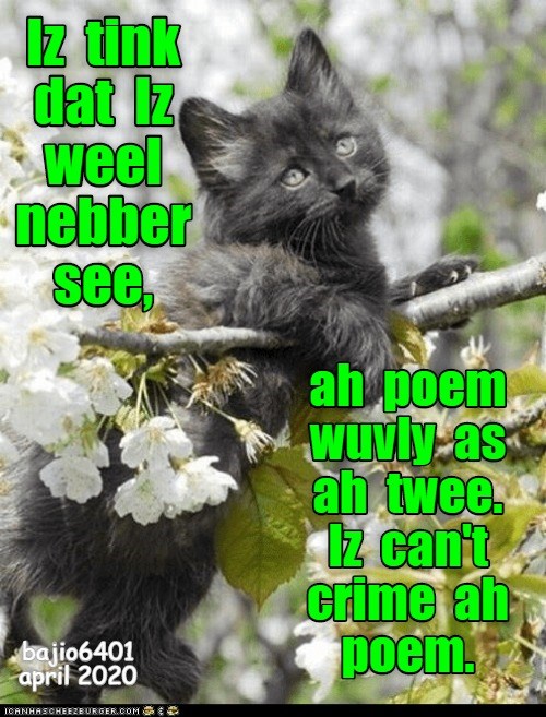 A KITTEH'S TREE - Lolcats - lol | cat memes | funny cats | funny cat ...