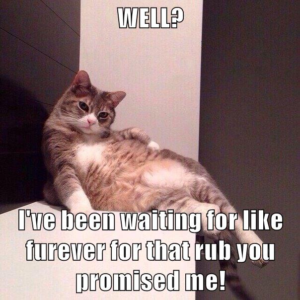 WELL? - Lolcats - lol | cat memes | funny cats | funny cat pictures ...