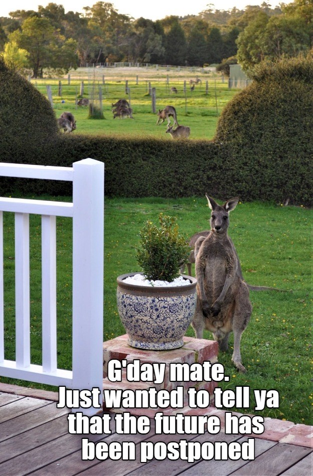 Well Crikey - Animal Comedy - Animal Comedy, funny animals, animal gifs