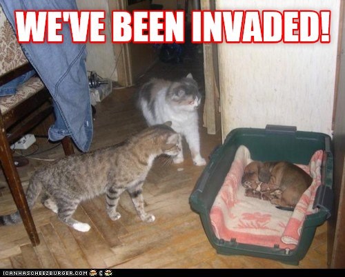 WE'VE BEEN INVADED! - Lolcats - lol | cat memes | funny cats | funny ...
