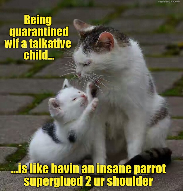 Meow Meow Meow Meow Meow - Lolcats - lol | cat memes | funny cats ...