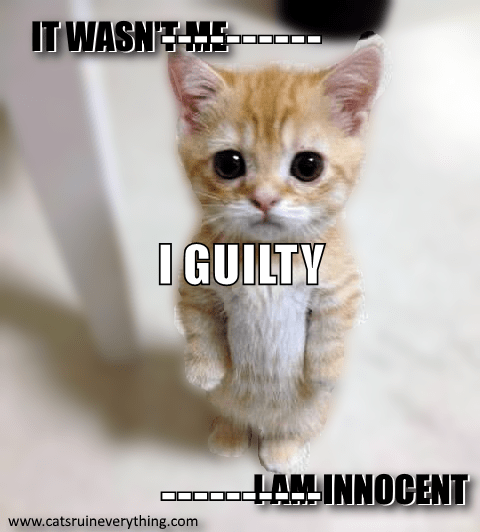 I GUILTY ---------- - Lolcats - lol | cat memes | funny cats | funny ...