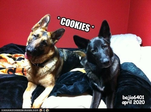 WE HEARD THAT - I Has A Hotdog - Dog Pictures - Funny pictures of dogs ...