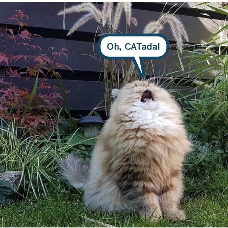 Cod save the cream - Lolcats - lol | cat memes | funny cats | funny cat ...