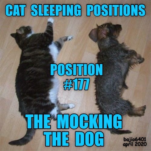 THE ORIGINAL GUIDE TO CAT SLEEPING POSTIIONS - Lolcats - lol | cat ...