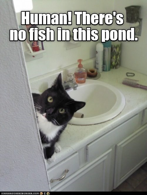 Human! There's no fish in this pond. - Lolcats - lol | cat memes ...
