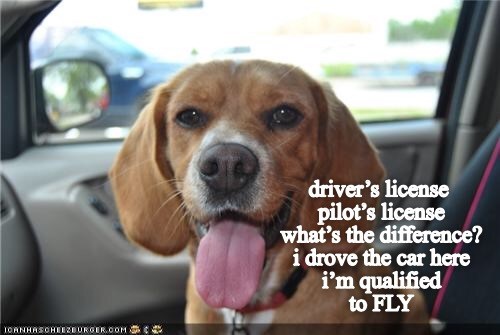 New PILOT’s LICENSE Requirements - I Has A Hotdog - Dog Pictures ...