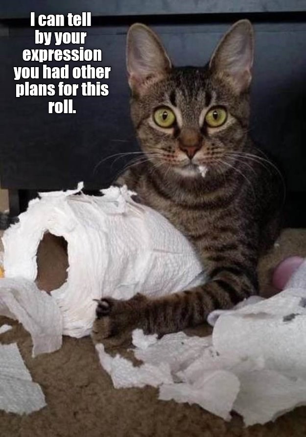 Lolcats - lol | cat memes | funny cats | funny cat pictures with words ...
