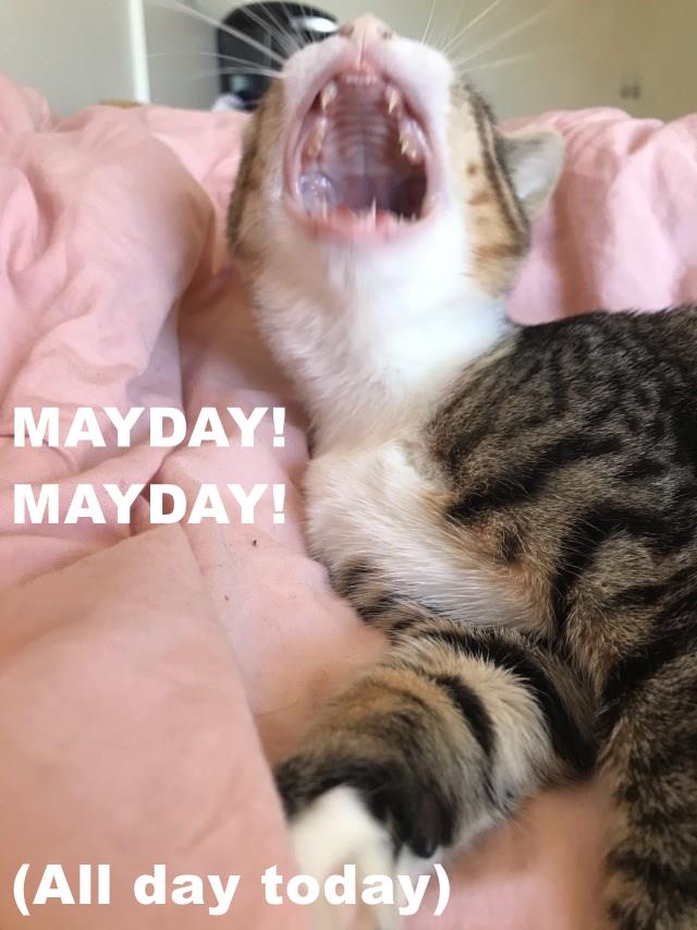 MAYDAY! MAYDAY! (All day today) - Lolcats - lol | cat memes | funny ...