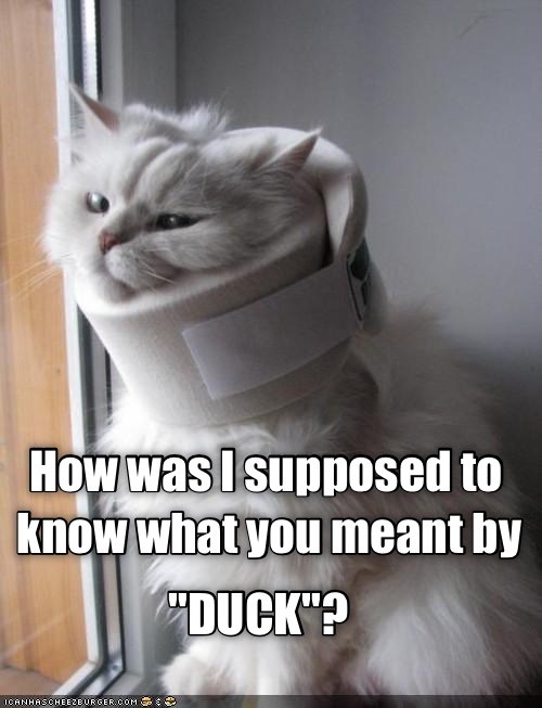 For crying out loud!! - Lolcats - lol | cat memes | funny cats | funny ...