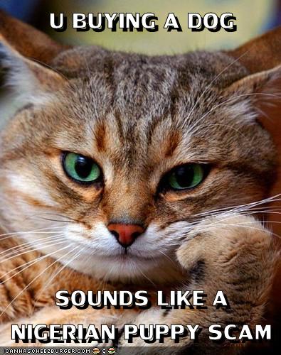 SCAM - Lolcats - lol | cat memes | funny cats | funny cat pictures with ...