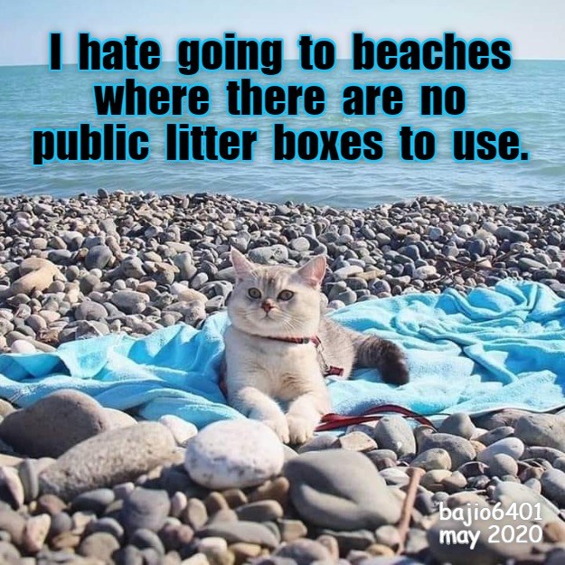 NO SAND ANYWHERE IN SIGHT - Lolcats - lol | cat memes | funny cats ...