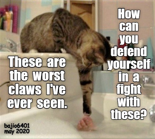 THOSE ARE JUST SAD - Lolcats - lol | cat memes | funny cats | funny cat ...