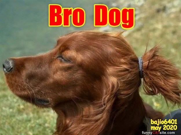 A BRO IS A BRO - I Has A Hotdog - Dog Pictures - Funny pictures of dogs ...