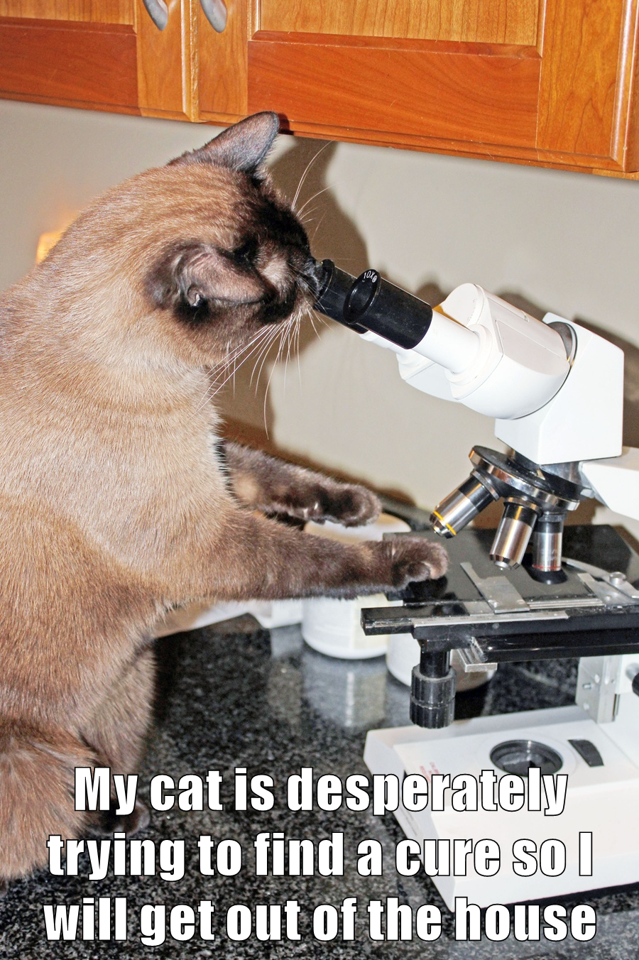 Desperate measures - Lolcats - lol | cat memes | funny cats | funny cat ...