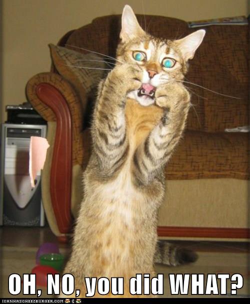 OH, NO - Lolcats - lol | cat memes | funny cats | funny cat pictures ...