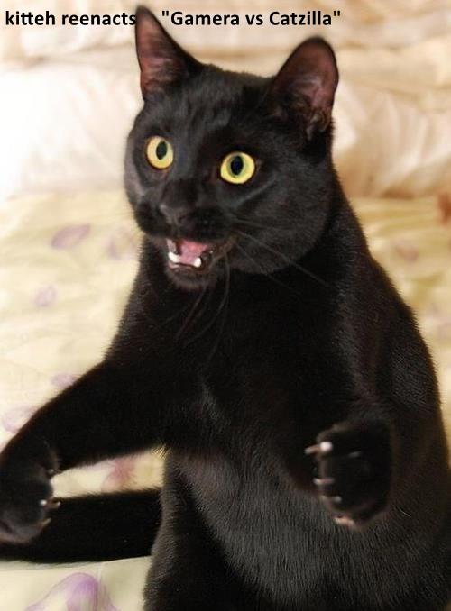 kitteh reenacts "Gamera vs Catzilla" - Lolcats - lol | cat memes ...