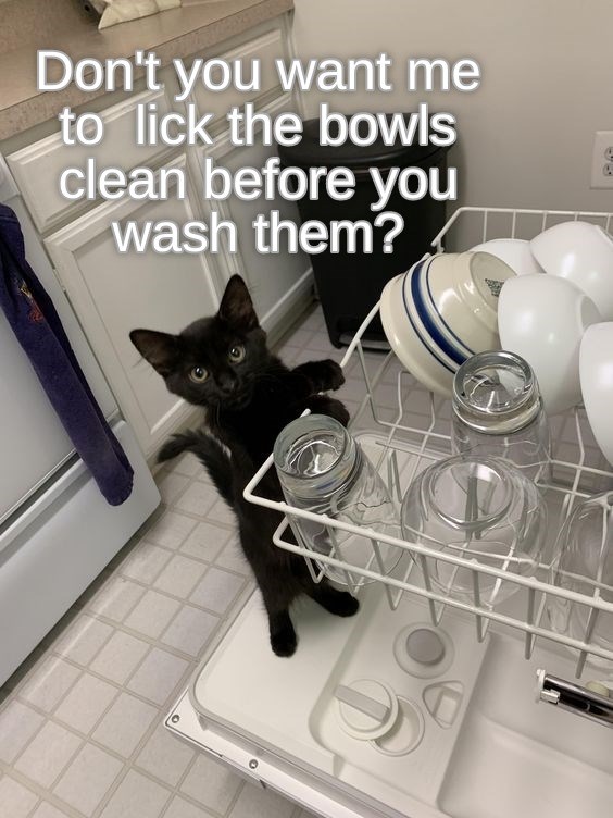 Win-win - Lolcats - lol | cat memes | funny cats | funny cat pictures ...