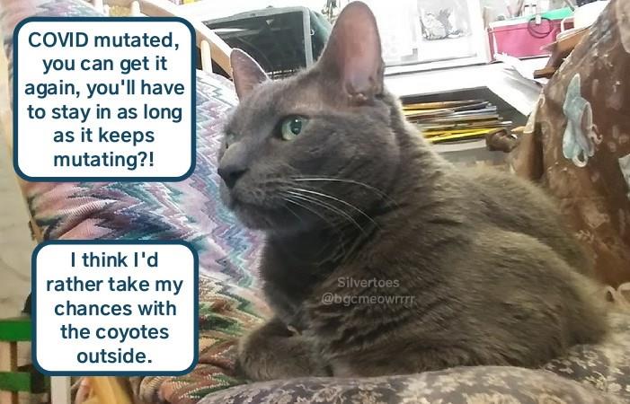 Not really, but almost - Lolcats - lol | cat memes | funny cats | funny ...