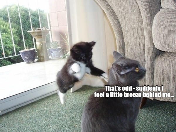 Wing man - Lolcats - lol | cat memes | funny cats | funny cat pictures ...