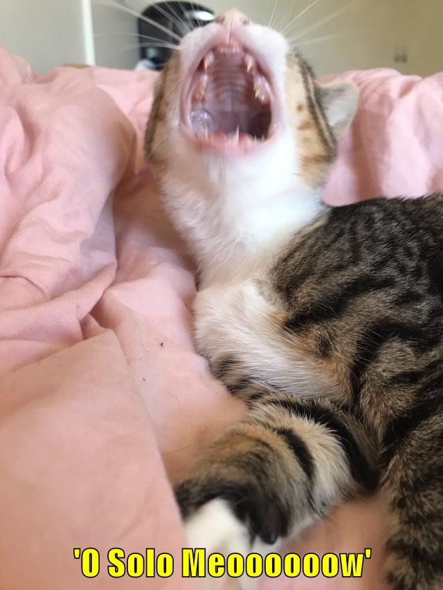 'O Solo Meoooooow' - Lolcats - lol | cat memes | funny cats | funny cat ...