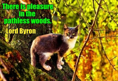 Welcome Spring! - Lolcats - lol | cat memes | funny cats | funny cat ...