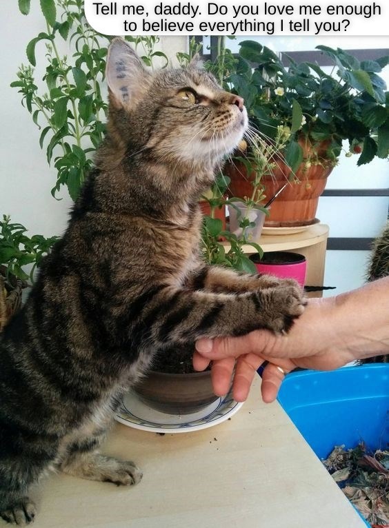 Earnest cat - Lolcats - lol | cat memes | funny cats | funny cat ...