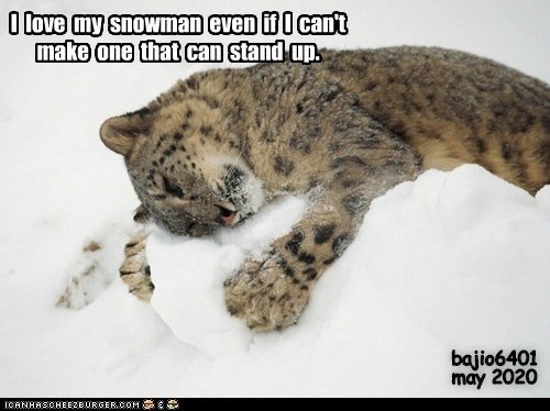 SNOW LEOPARD LOVE - Animal Comedy - Animal Comedy, funny animals ...