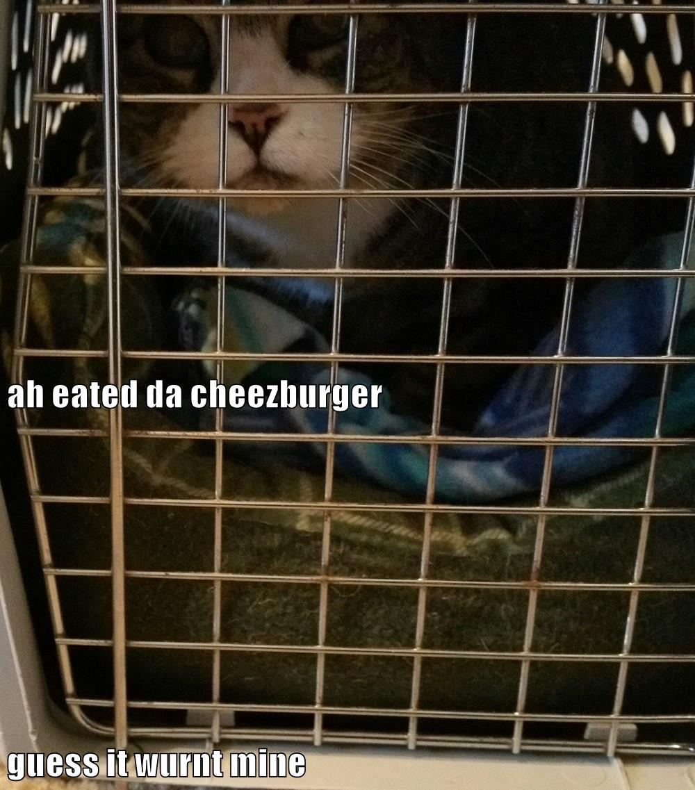 Ah eated da cheezburger - Lolcats - lol | cat memes | funny cats ...