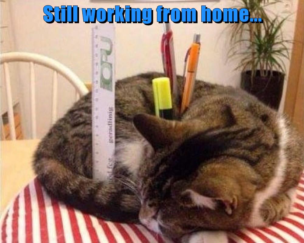Still working from home... - Lolcats - lol | cat memes | funny cats ...