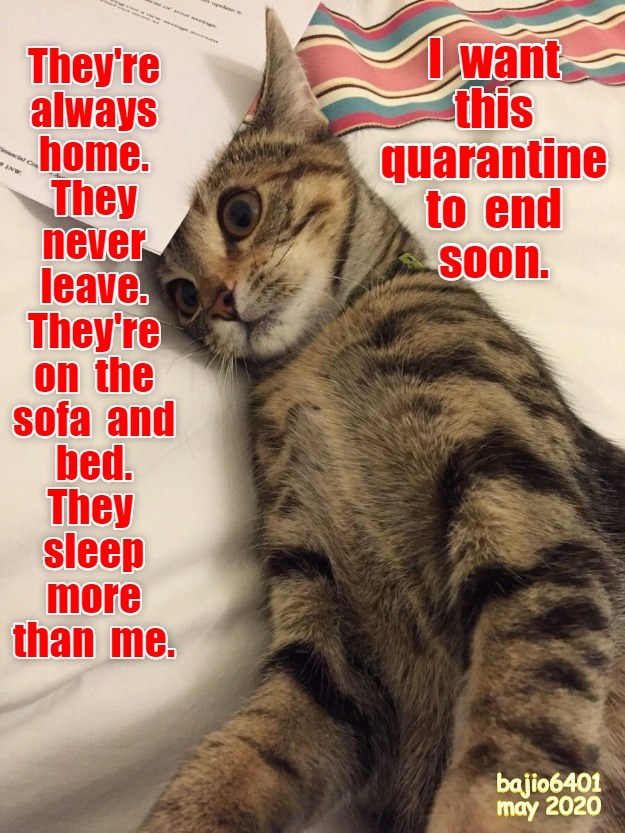 PLEASE LET IT END - Lolcats - lol | cat memes | funny cats | funny cat ...