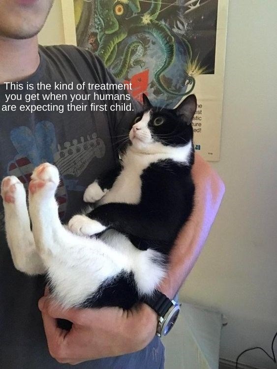 Practicing - Lolcats - lol | cat memes | funny cats | funny cat ...